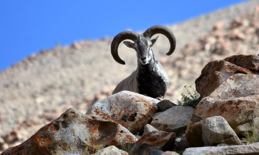 BLUE SHEEP (Pseudois nayaur) -DISTRIBUTION STATUS AND HABITAT ...